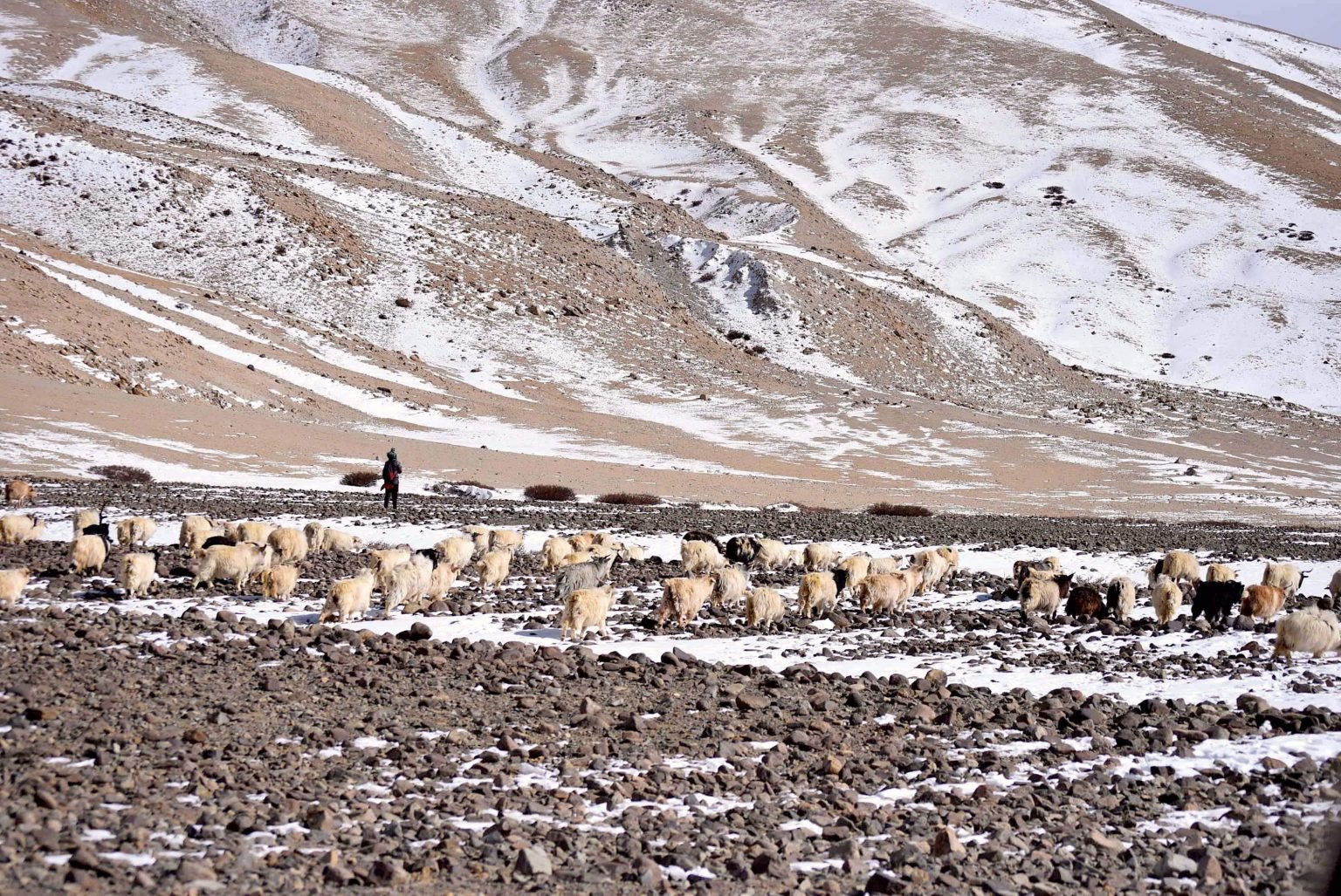 Brokpas, Baltis and more – The tribes of Ladakh – Unwind Outdoor