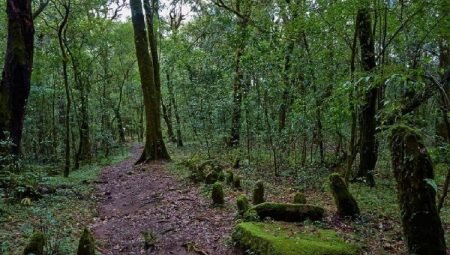 The Unbelievable Mawphlang Sacred forest of Meghalaya – Unwind Outdoor